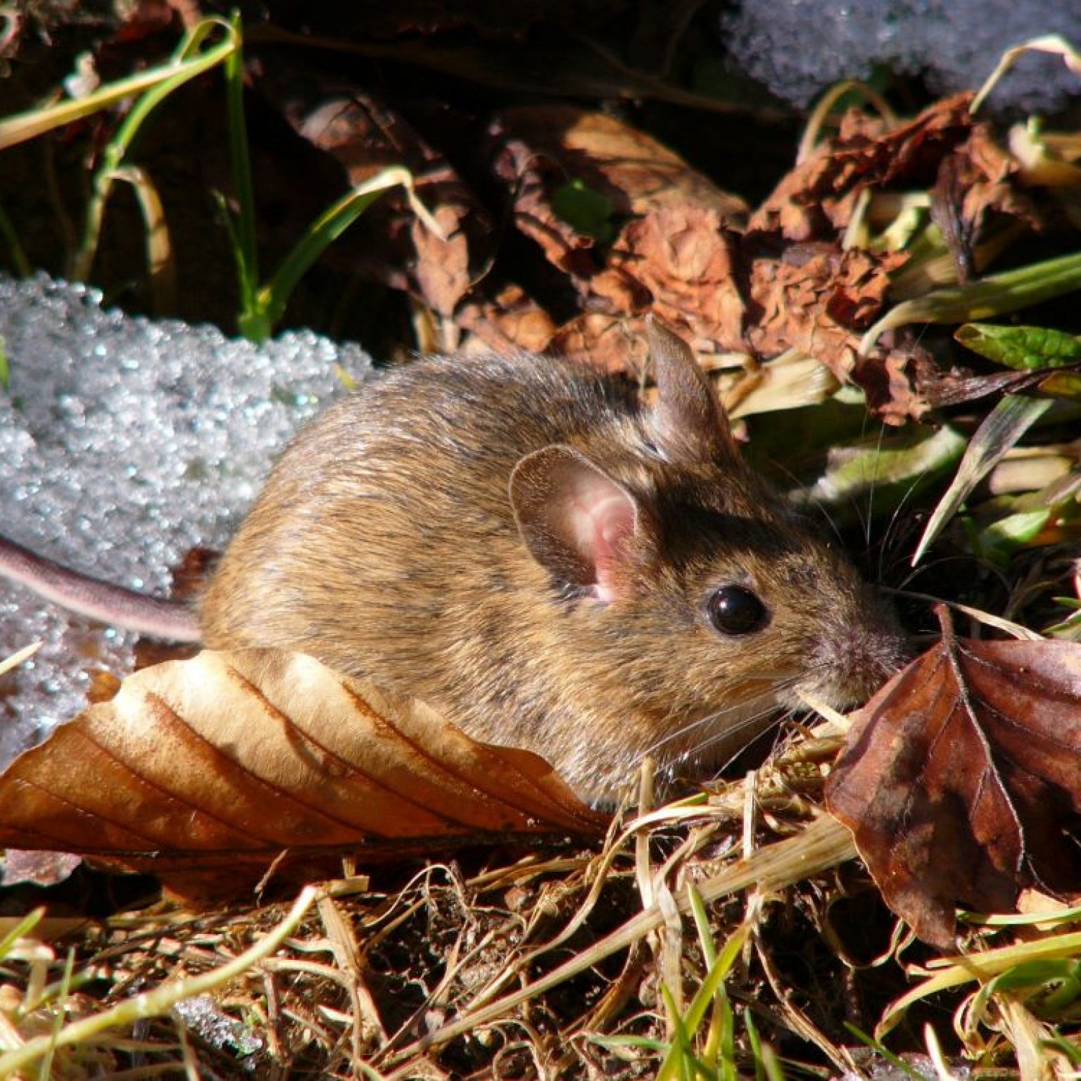 Souris vs Mulots : Comment faire la différence entre ces rongeurs