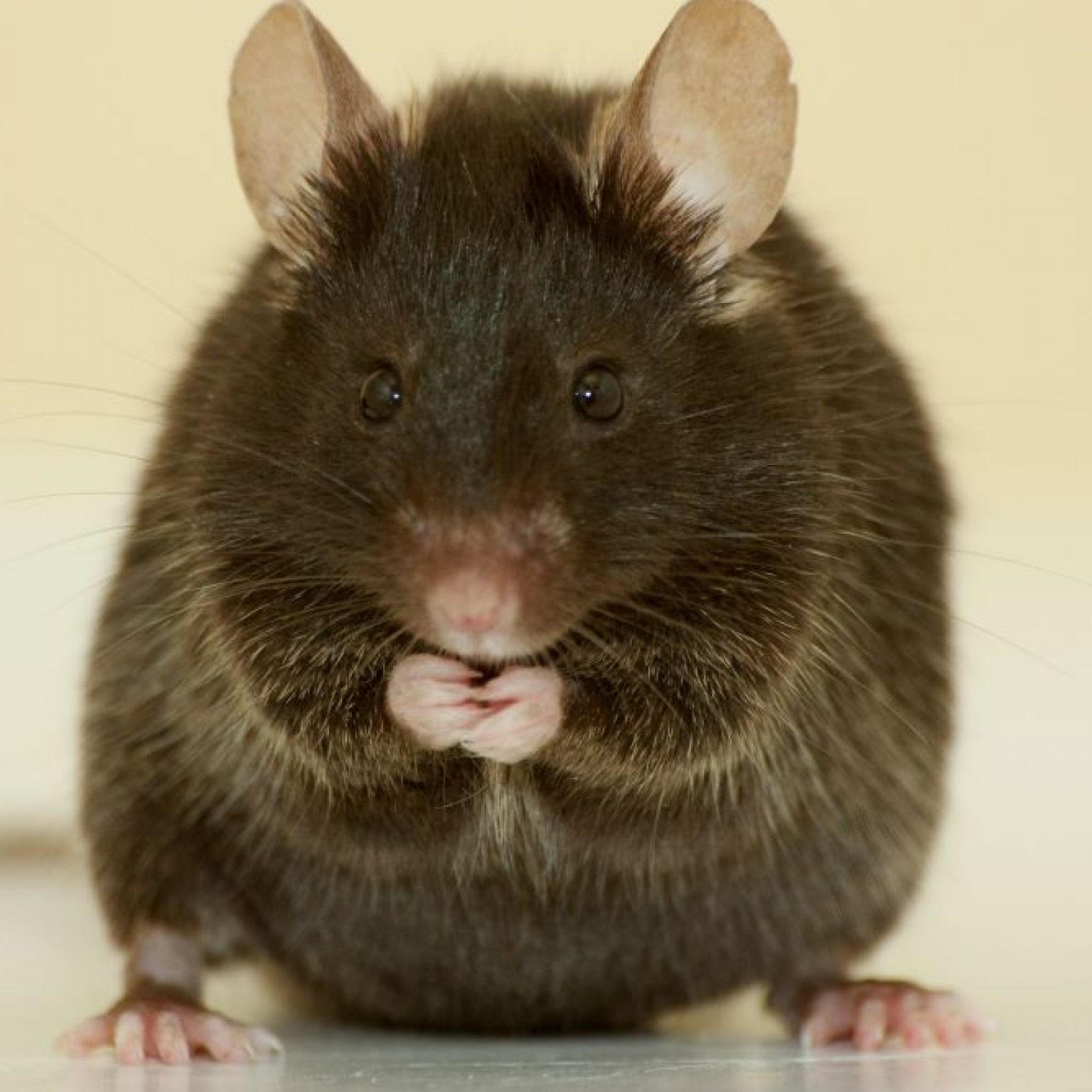 Souris vs Mulots : Comment faire la différence entre ces rongeurs
