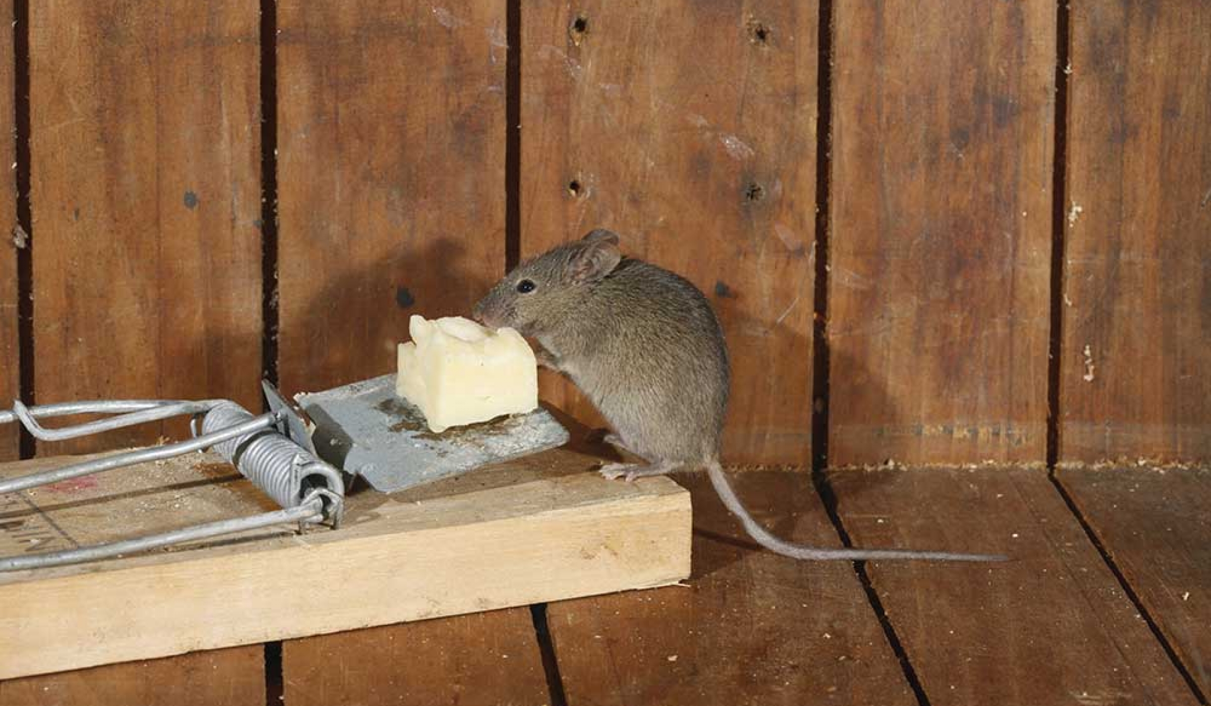 Quelles sont les meilleures méthodes de décontamination de souris
