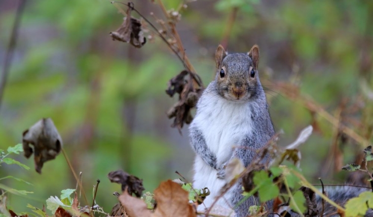 Rodents in Quebec: Characteristics, Habits and Risks