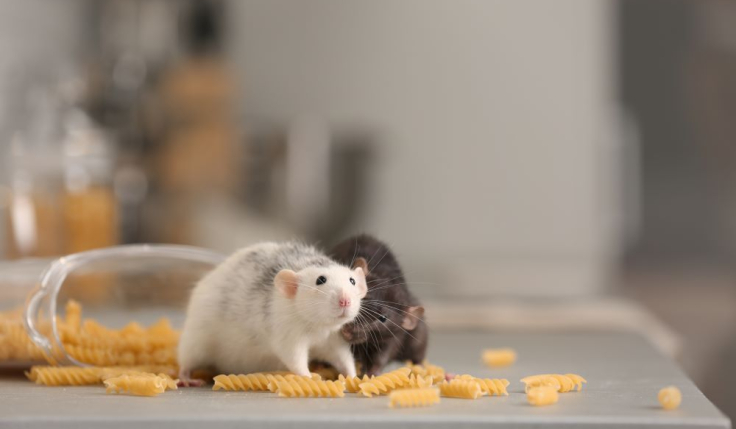 How To Get Rid of Rats in Your House or Backyard